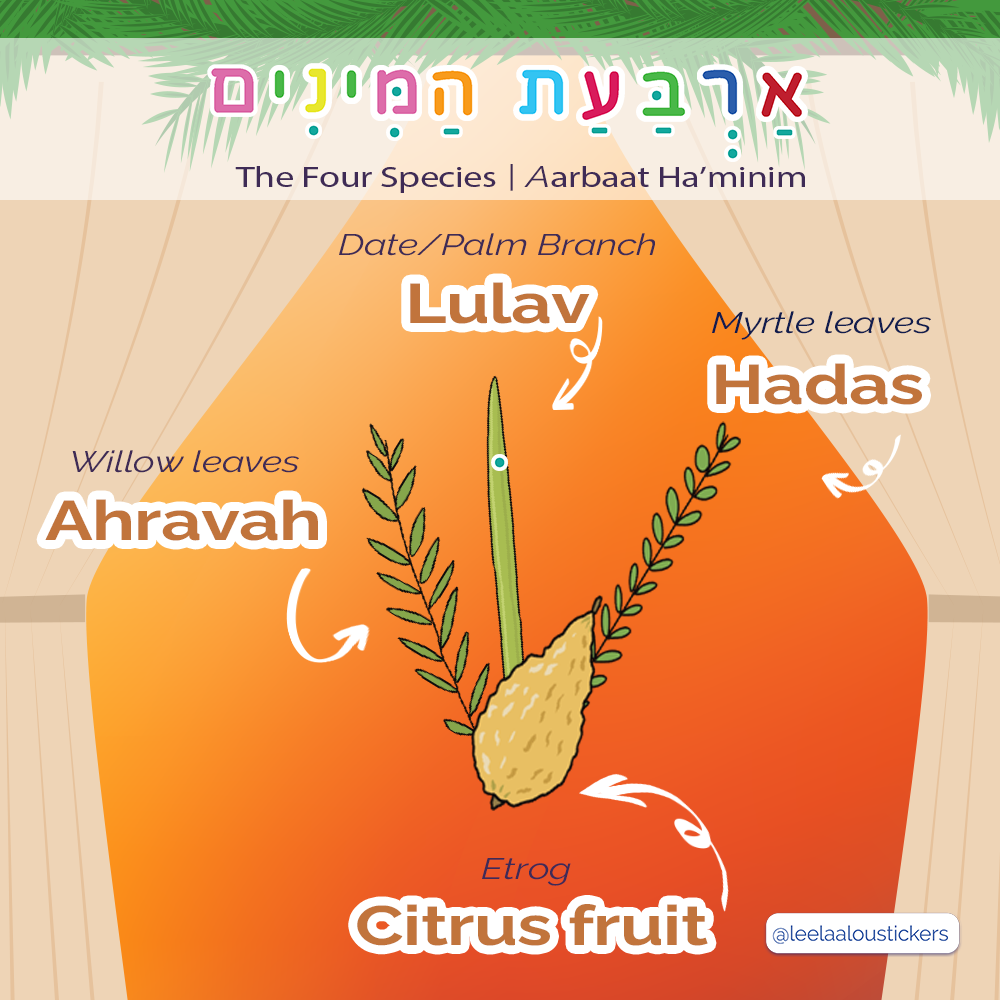 Sukkot Activity Sheet | The Jewish Educator Portal