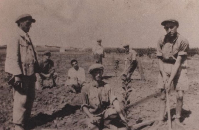 Israel's First Tu B'Shevat Tree Planting | The Jewish Educator Portal